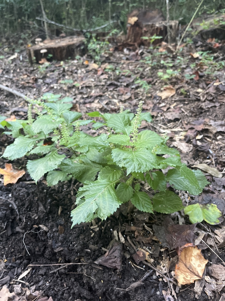 beefsteak plant from Emory University - Oxford College, Oxford, GA, US ...