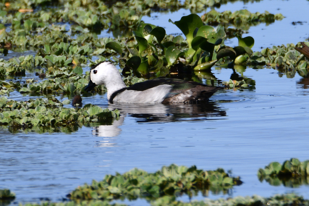 Cotton Pygmy-Goose from Rockhampton QLD, Australia on September 12 ...