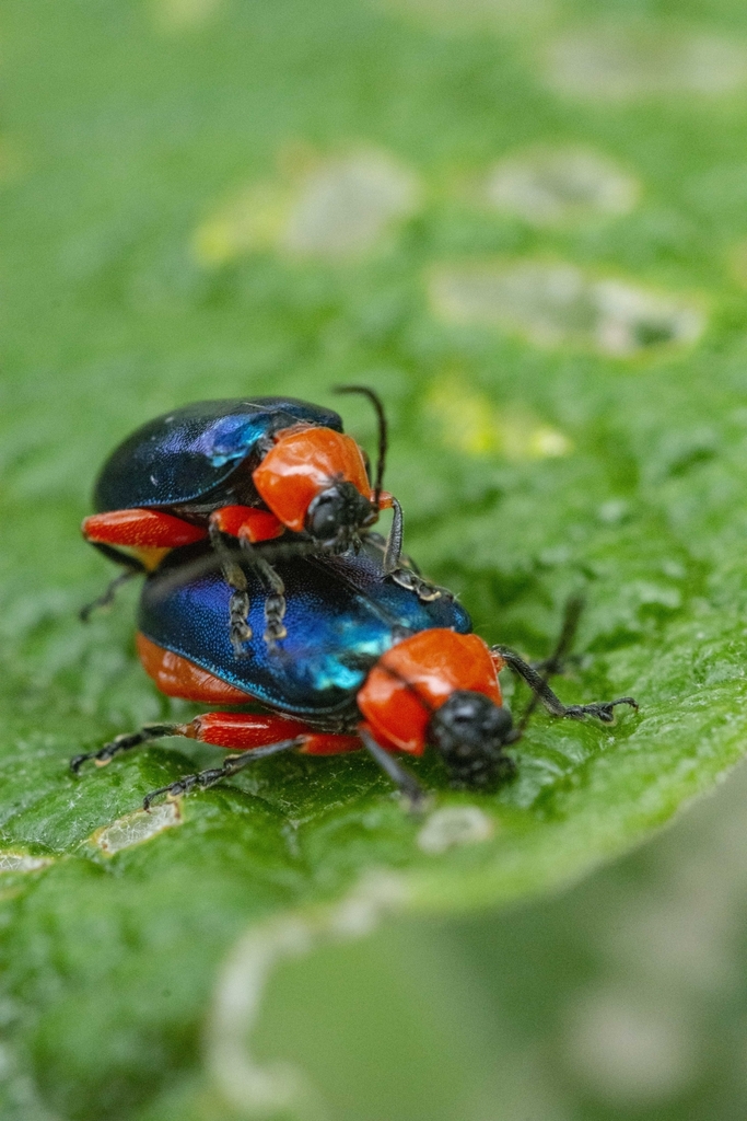 Asphaera abdominalis from Tepetlaoxtoc, Estado de México, México on ...