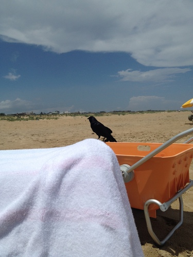 Eastern Crow (Subspecies Corvus brachyrhynchos brachyrhynchos ...