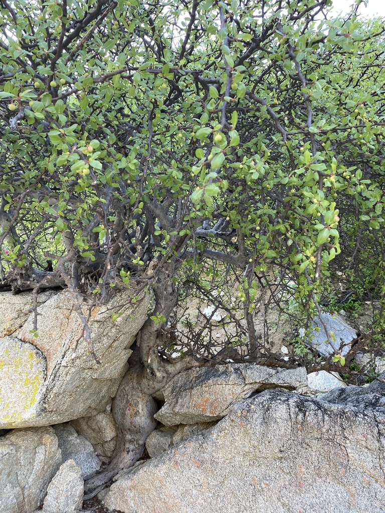 Bursera rupicola from La Paz, B.C.S., MX on September 19, 2023 at 07:21 ...