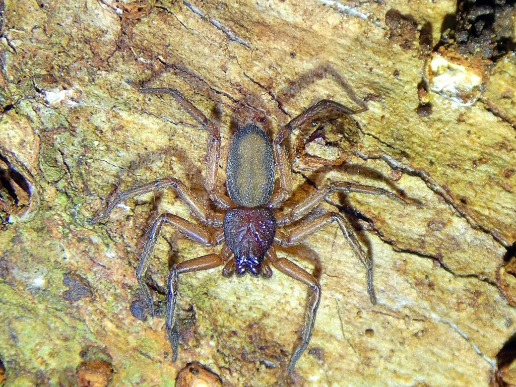 Scorpion Flat Spiders from Candlenut on September 19, 2023 at 08:10 PM ...