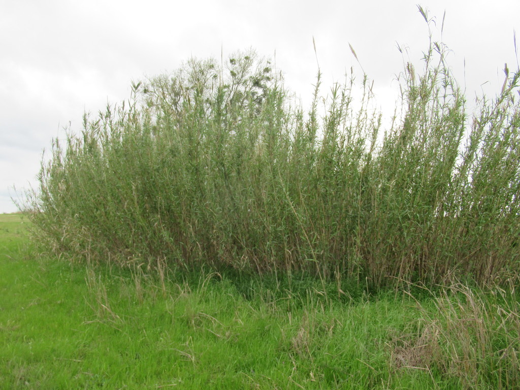 Canya (LIFE medCLIFFS) · iNaturalist