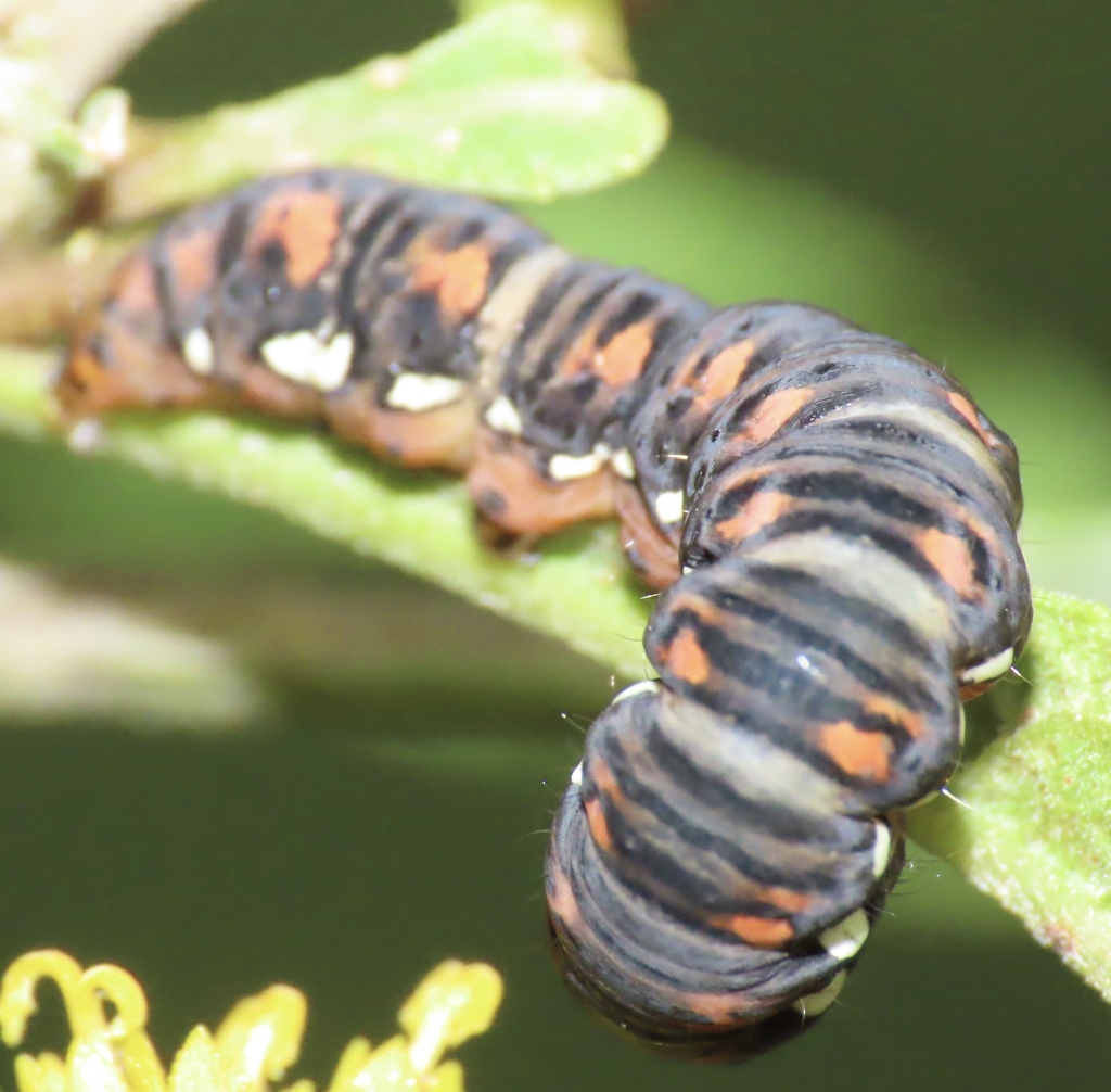 Gold Moth from Montgomery County, MD, USA on September 17, 2023 at 12: ...