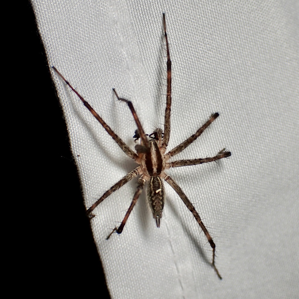 Grass Spiders from Rancho El Alacran, Sierra El Alacran, S of Cananea ...