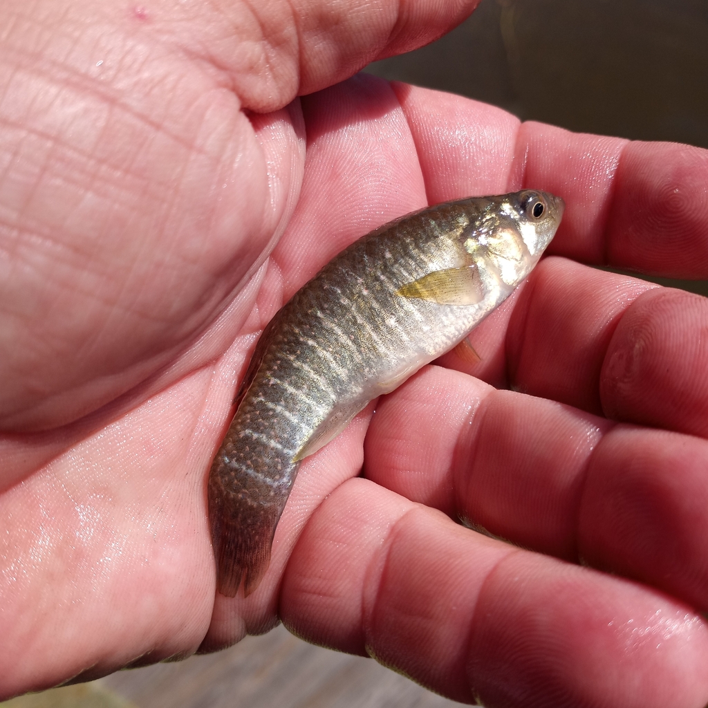 Mummichog from Talbot County, MD, USA on September 19, 2023 at 02:17 PM ...