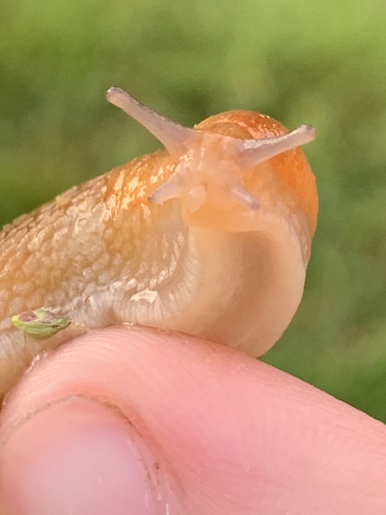 Dusky Slugs from Lawrence County, US-PA, US on September 19, 2023 at 06 ...
