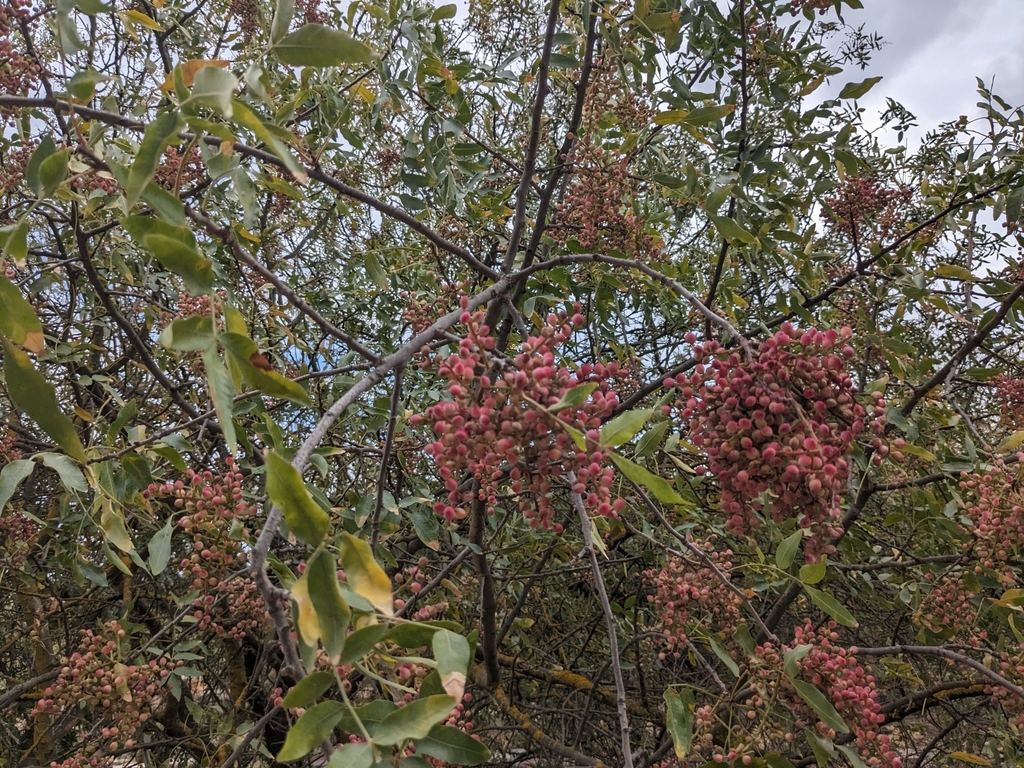 terebinth from Athens 105 52, Greece on September 4, 2023 at 02:58 PM ...