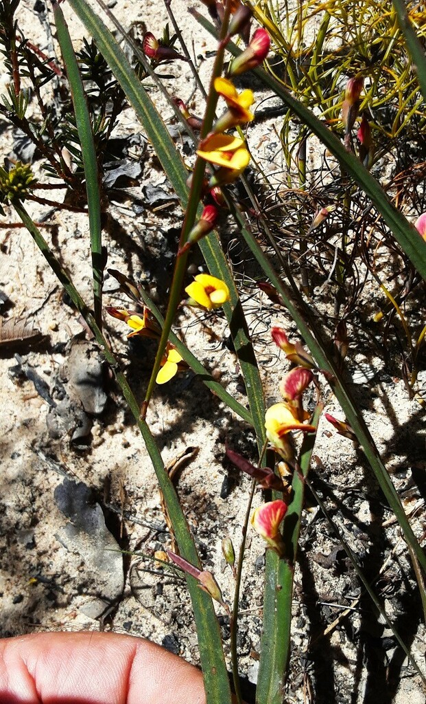 Sword Bossiaea from Gardens of Stone SCA, Newnes Plateau NSW 2790 ...