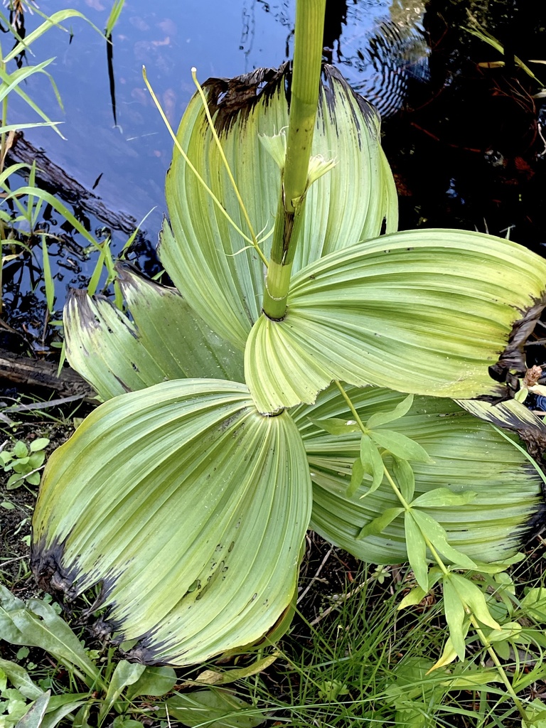 Corn Lily from Sequoia & Kings Canyon National Parks, Three Rivers, CA ...