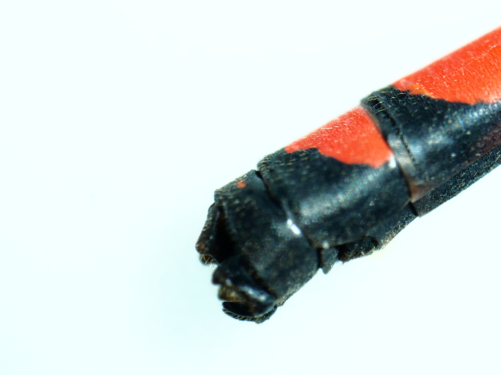 Nososticta impercepta from Meokana, Oecussi-Ambeno, Timor-Leste on ...