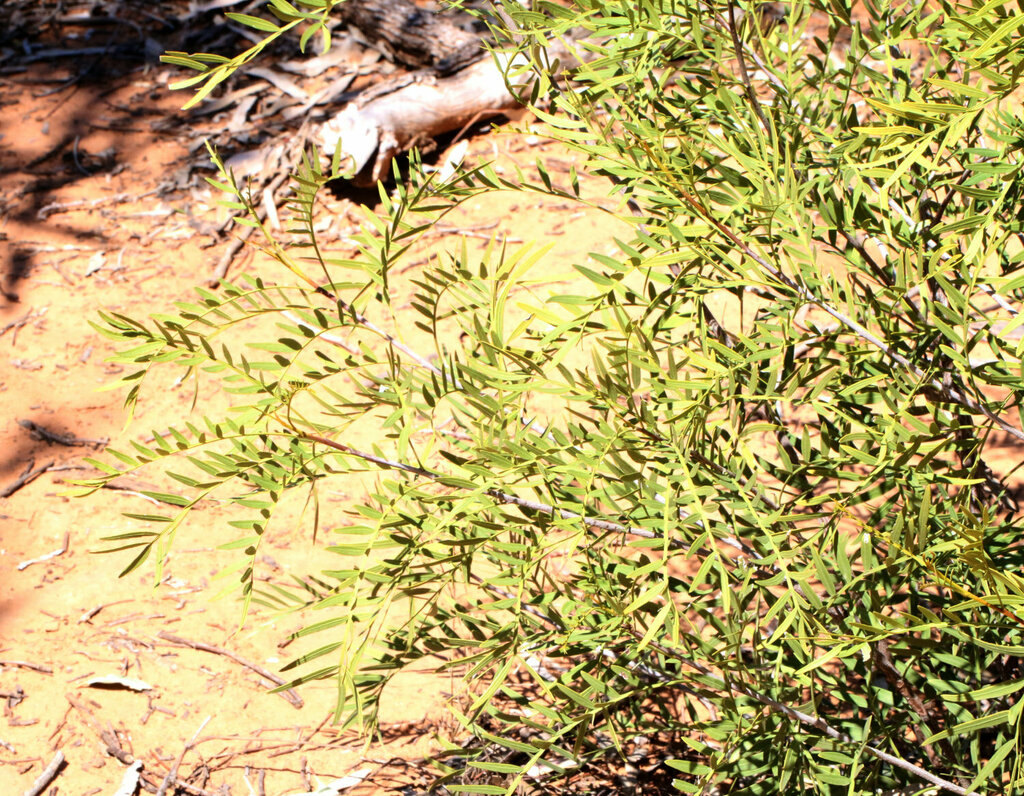 Emu Apple from Bowra- Gum Holes, Cunnamulla QLD 4490, Australia on ...