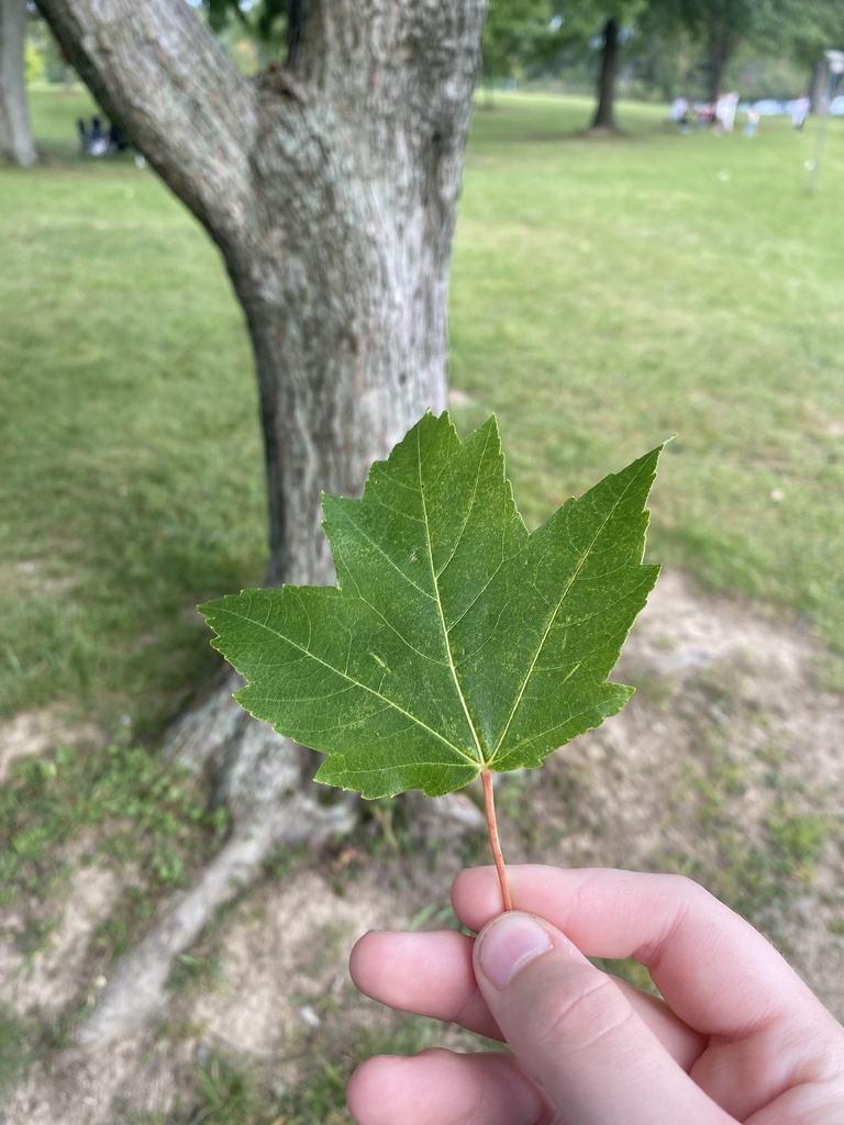 red maple from Hudson Springs Park, Hudson, OH, US on September 17 ...