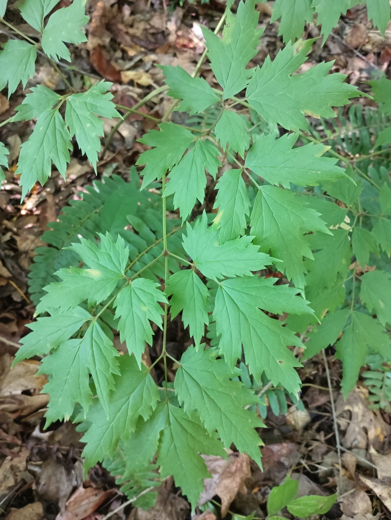 black cohosh from Naxera, VA 23061, USA on September 19, 2023 at 02:41 ...