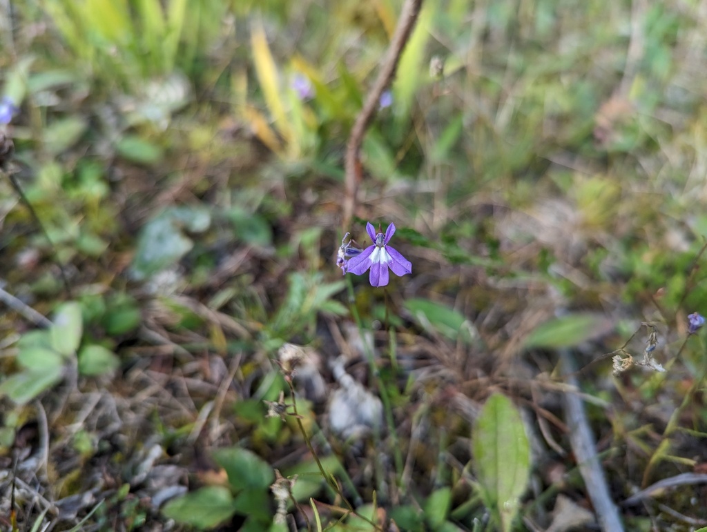 Kalm's Lobelia in September 2023 by Ryan Sorrells · iNaturalist