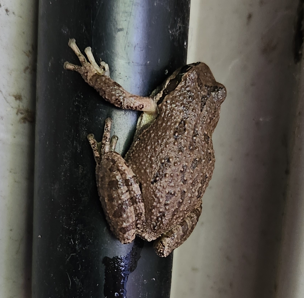 Sierran Tree Frog from Boise, ID 83706, USA on September 19, 2023 at 04 ...