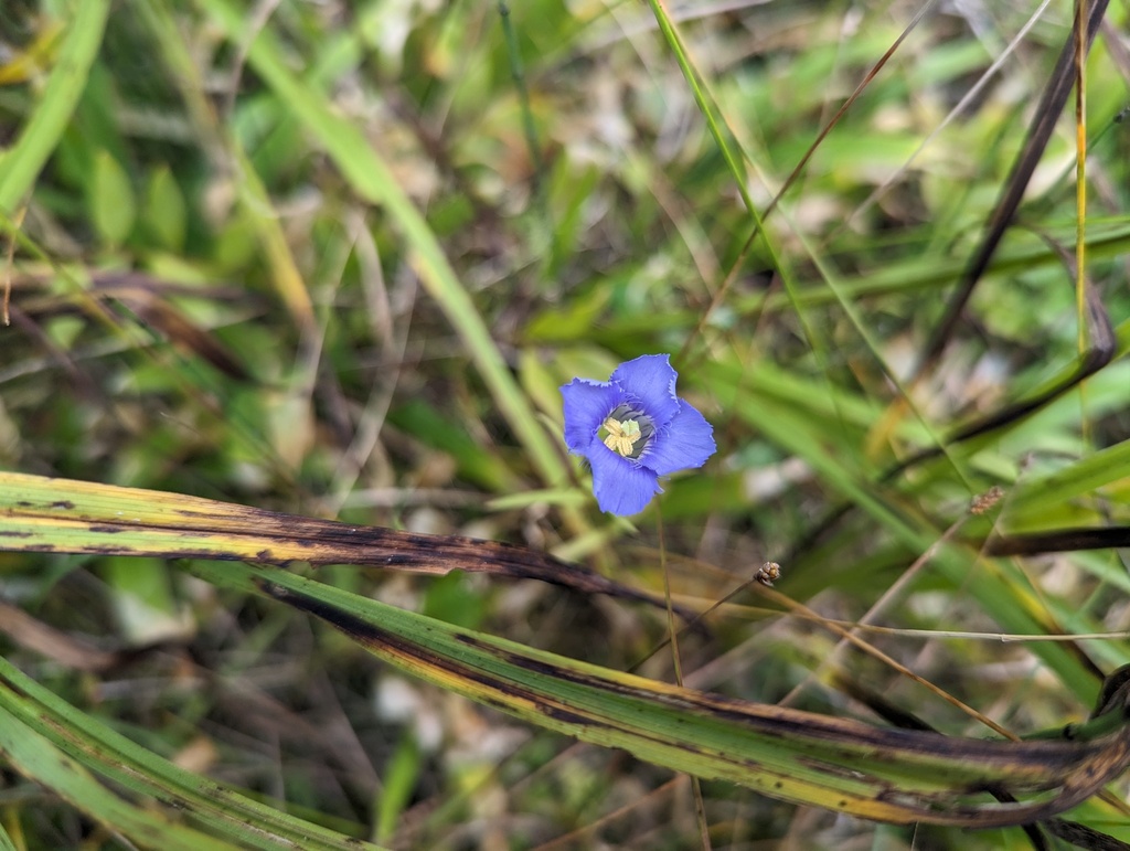 lesser fringed gentian in September 2023 by Ryan Sorrells · iNaturalist