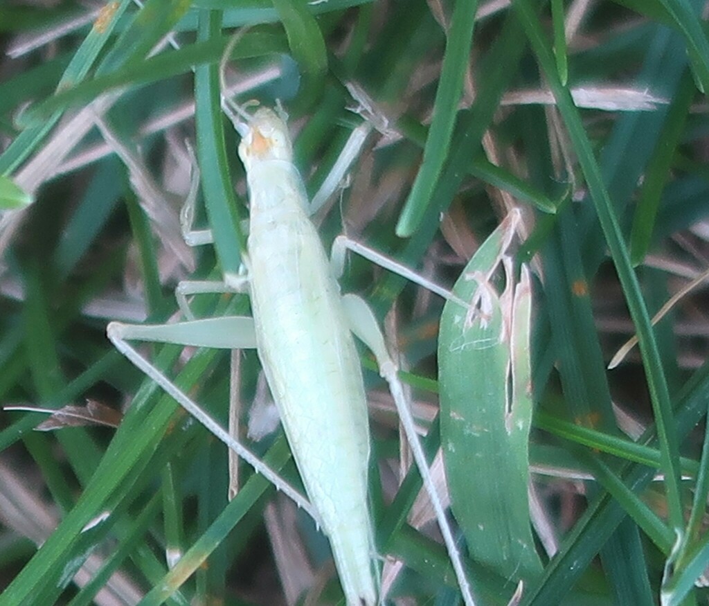 Common Tree Crickets from St. Catharines, ON, Canada on September 15 ...
