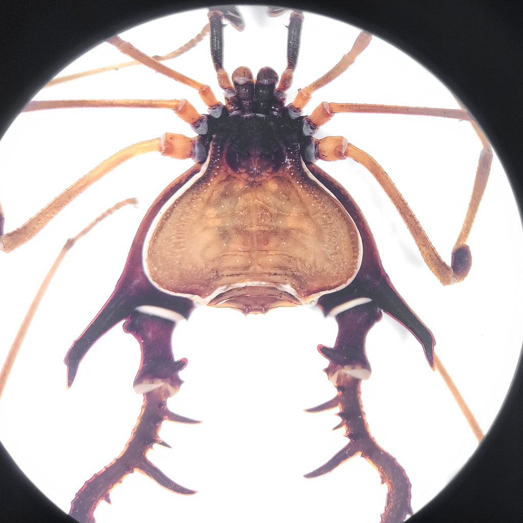 Sadocus asperatus from Concepcion, Bío Bío, Chile on April 30, 2022 at ...