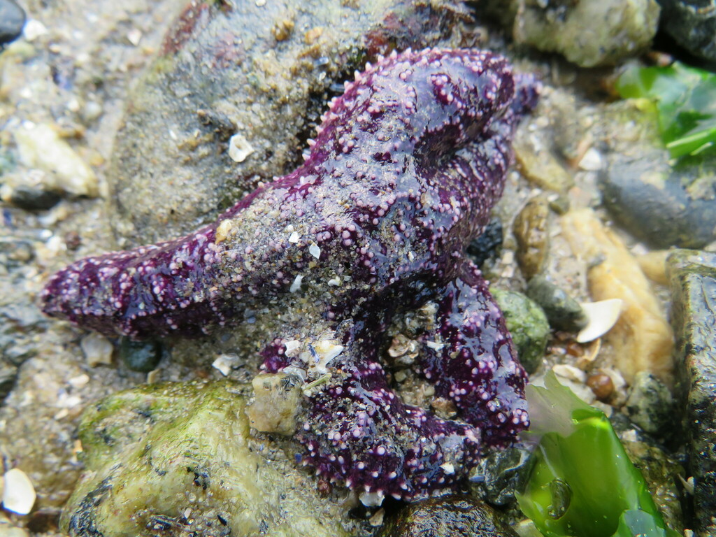 Ochre Sea Star from Sunshine Coast Regional District, BC, Canada on ...