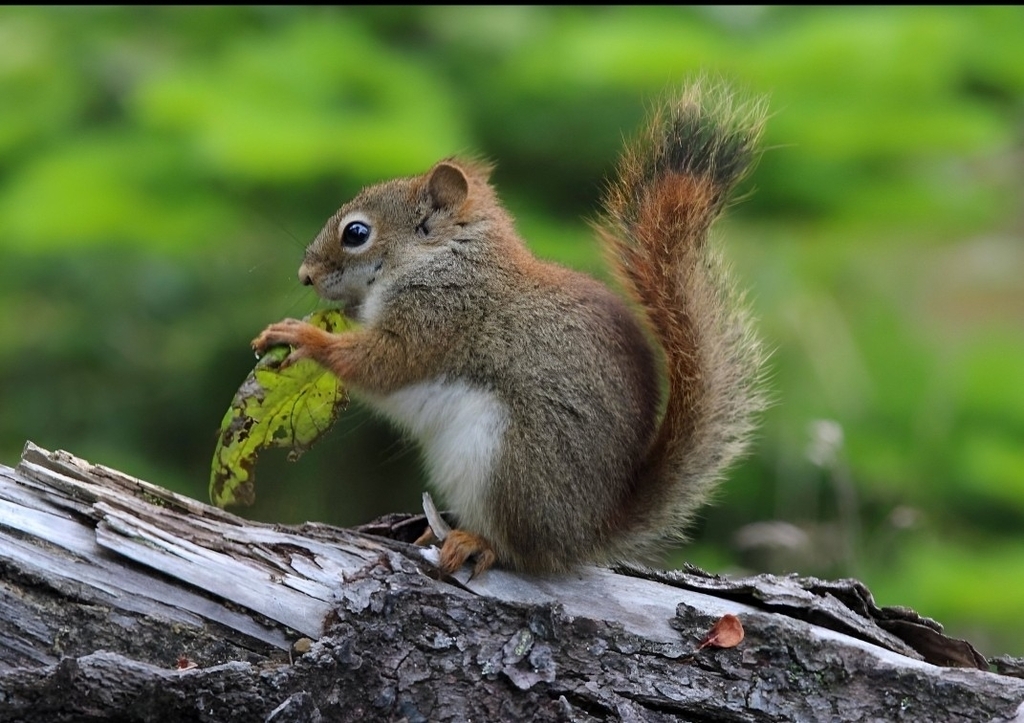 American Red Squirrel from Bar Harbor, ME 04609, USA on June 22, 2023 ...
