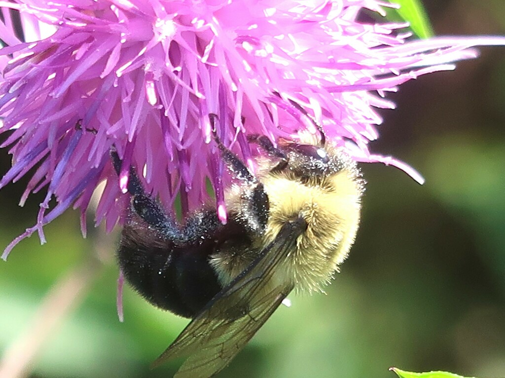 Common Eastern Bumble Bee from St. Catharines, ON, Canada on September ...