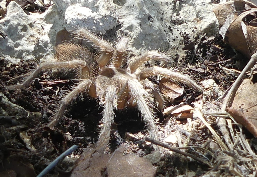 Cuban Bronze Tarantula from Cayo Coco, Ciego de Ávila, CU on September ...