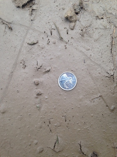 iNaturalist Tracking Database – NatureTracking