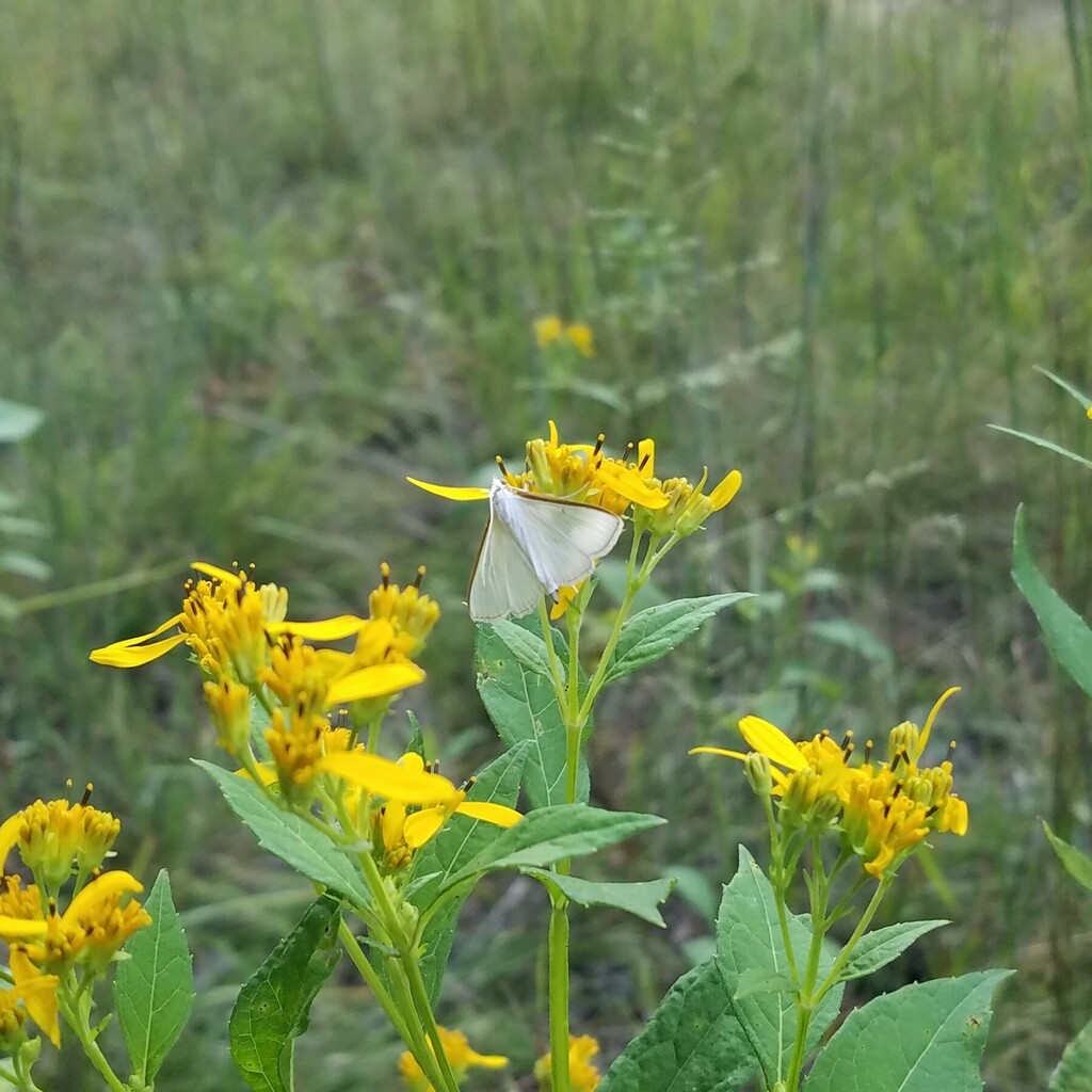 Orange-shouldered Sherbet Moth from Athens, GA, USA on September 19 ...