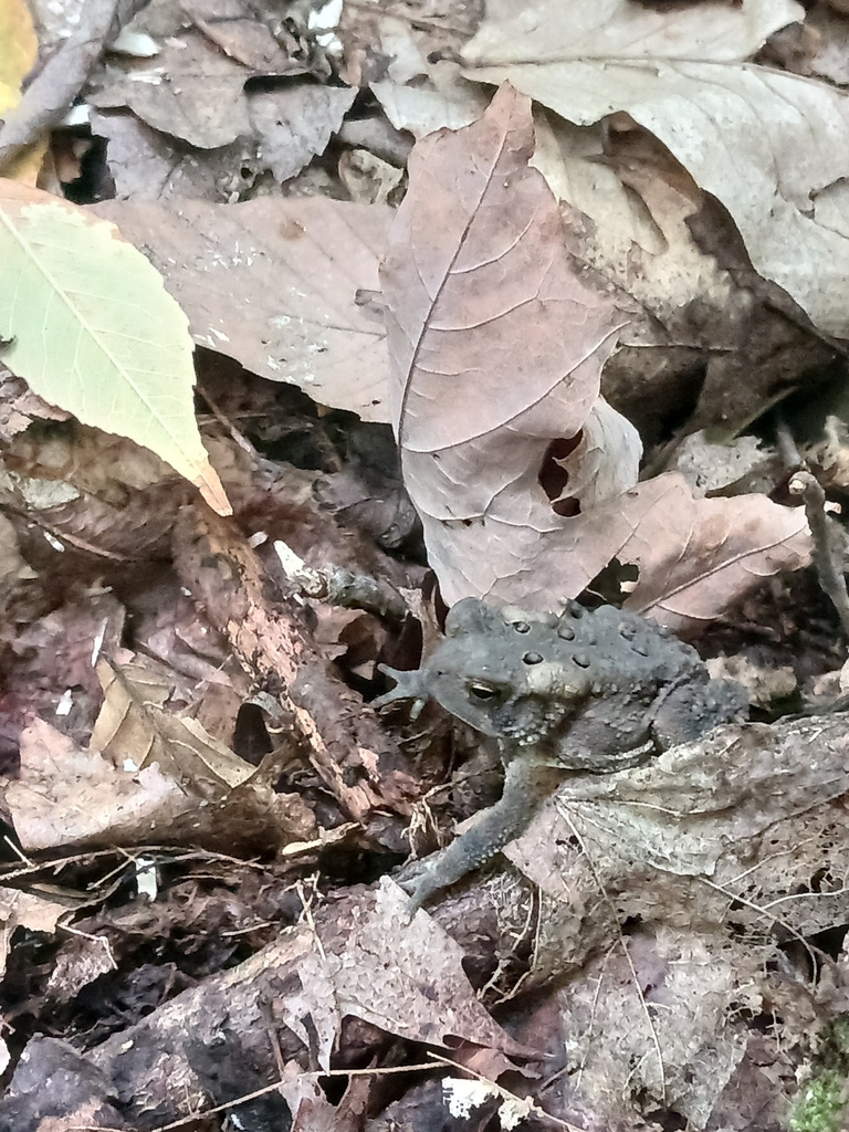 American Toad from Little Valley, NY, USA on September 19, 2023 at 10: ...