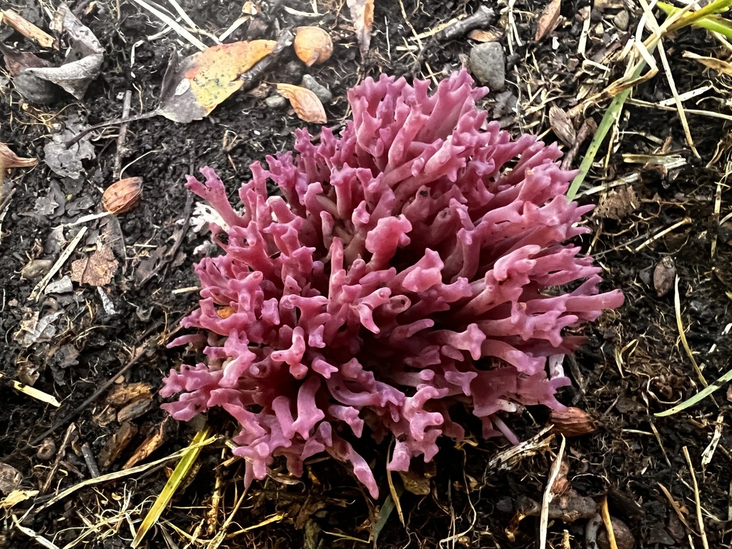 violet coral fungus from Smyrna, NY, US on September 19, 2023 at 05:10 ...