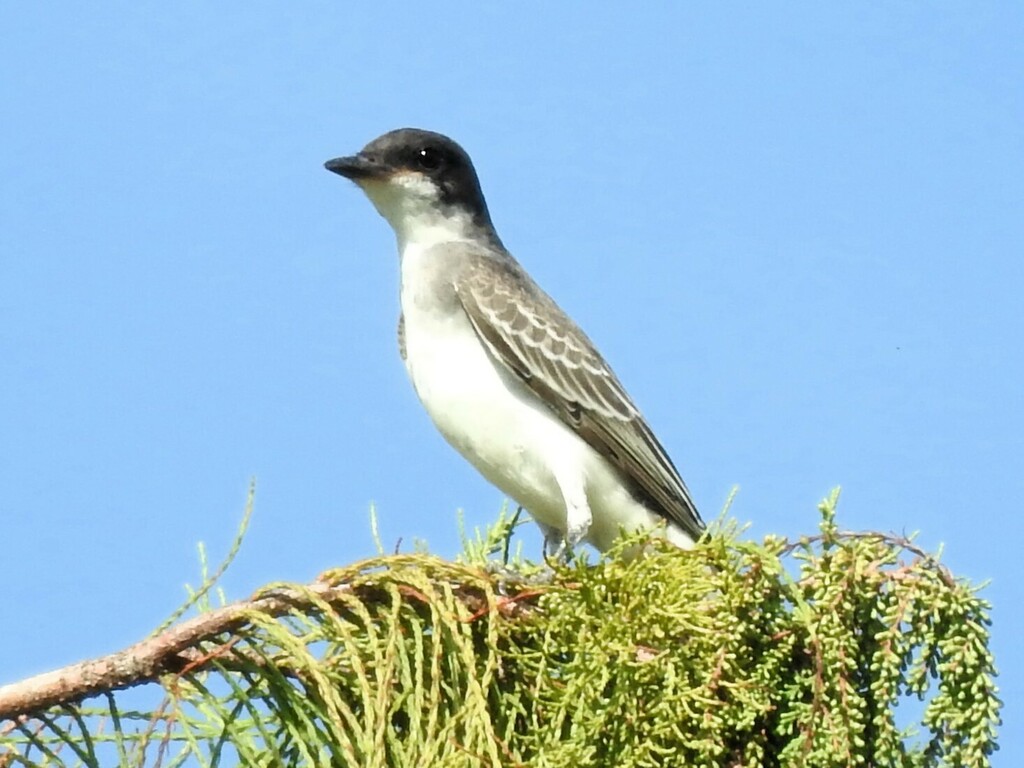 Eastern Kingbird from Arthur R. Marshall Loxahatchee Wildlife Refuge ...