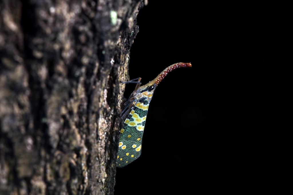 Litchi Lantern Bug in September 2023 by 桃子 · iNaturalist