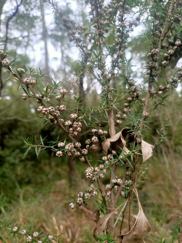 prickly tea-tree in September 2023 by Michael P · iNaturalist