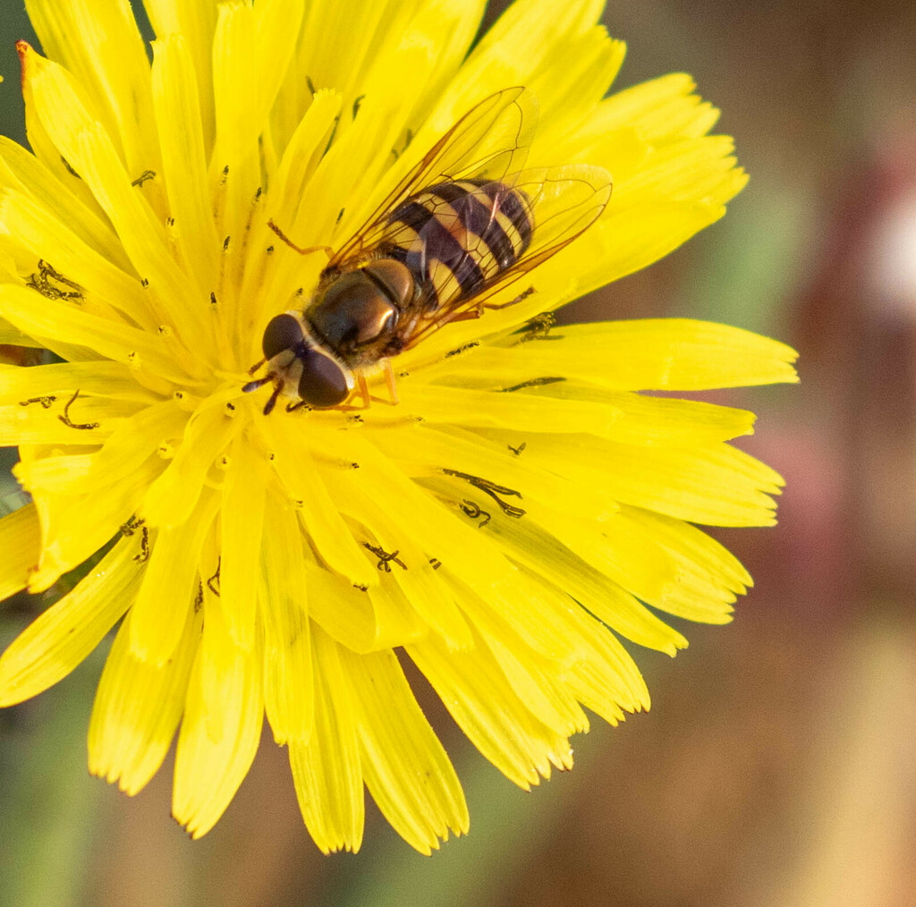 Metasyrphus from Martinez, CA 94553, USA on September 19, 2023 at 07:48 ...