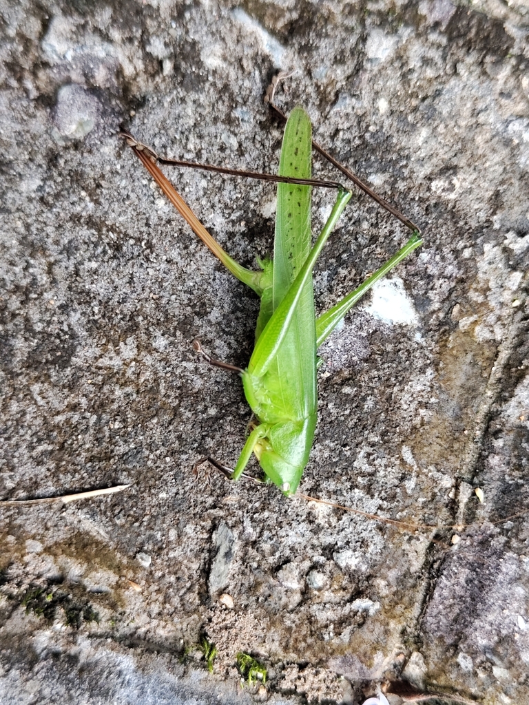 Ruspolia lineosa from 福建省三明市尤溪县西城镇九阜山生态旅游景区 on September 11, 2023 at 05 ...