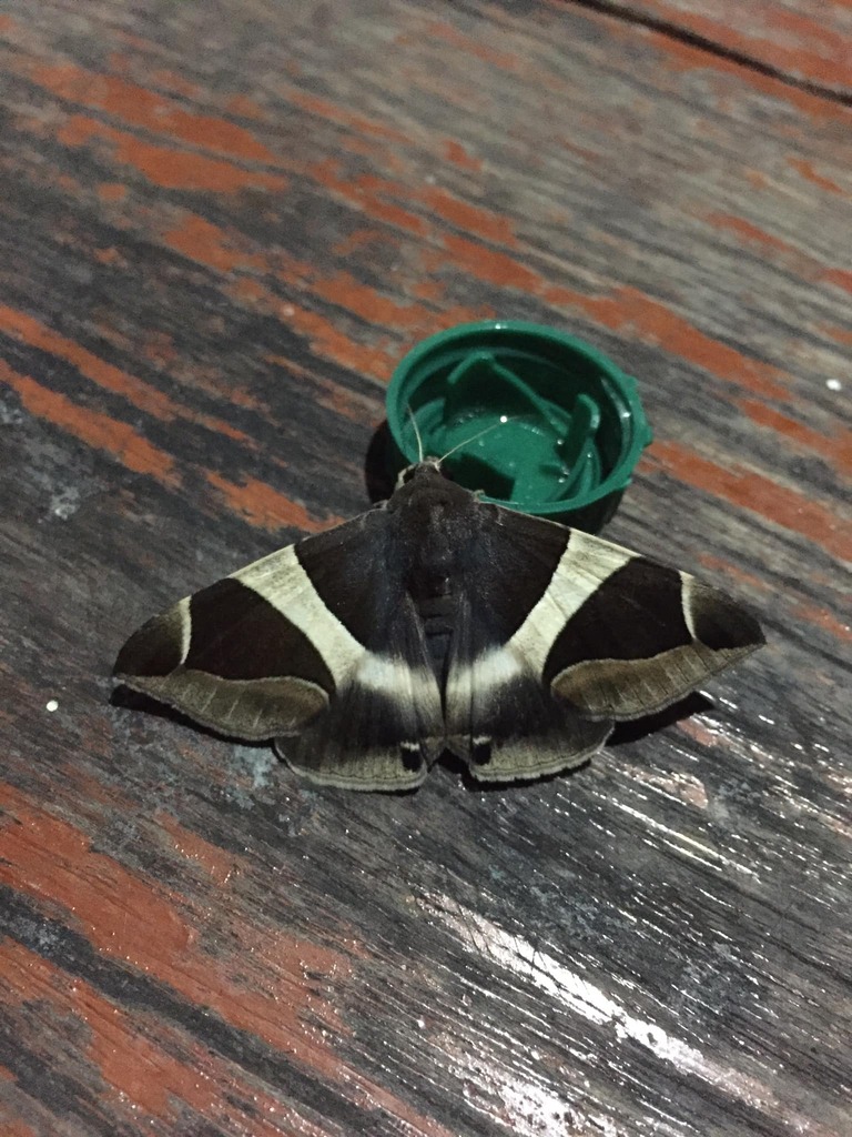 Bastilla crameri from Ban Luang, Chom Thong District, Chiang Mai ...