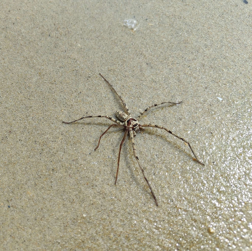 Pantropical Huntsman Spider from 直岛町 on September 15, 2023 at 04:38 AM ...
