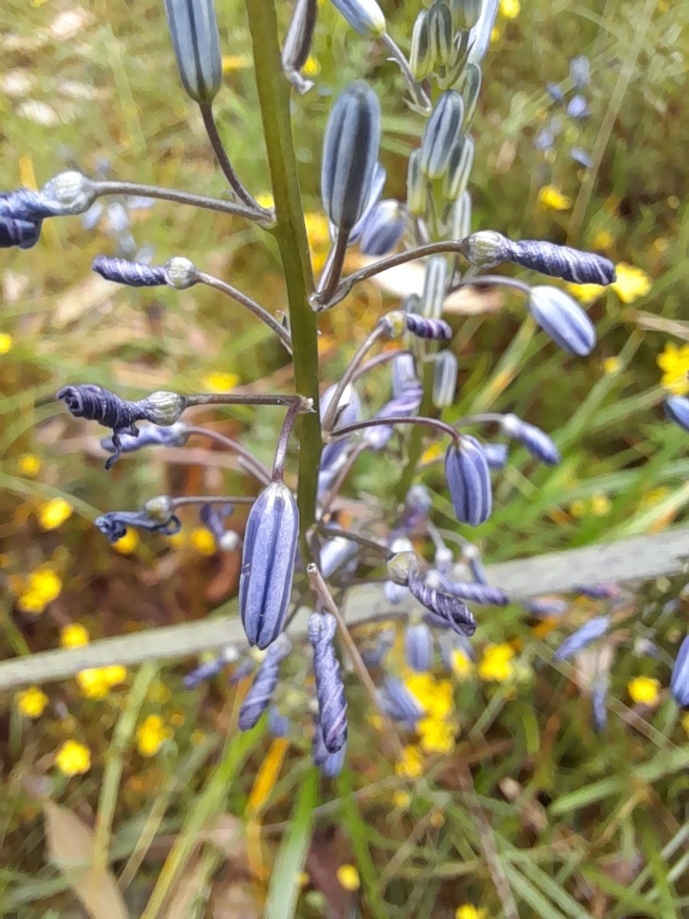 blue grass lily from Onkaparinga Hills SA 5163, Australia on September ...
