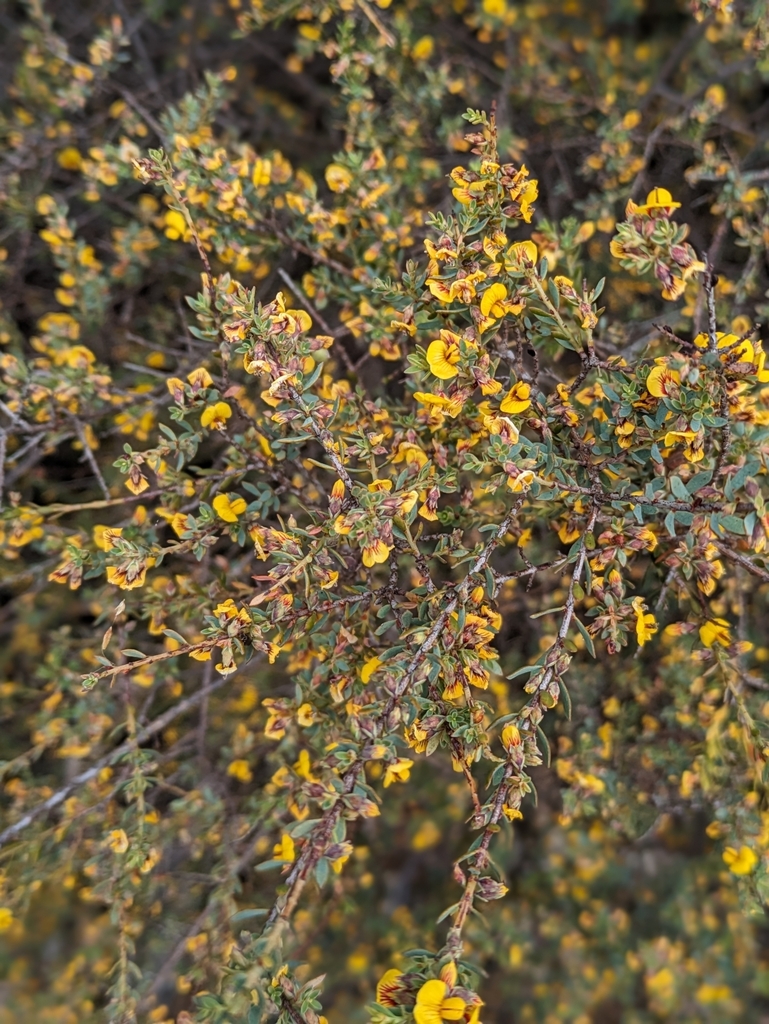 Bush-peas from Little River VIC 3211, Australia on September 20, 2023 ...