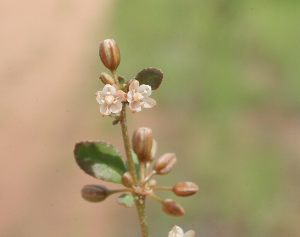 Glinus oppositifolius keenanii from Kununurra WA 6743, Australia on ...
