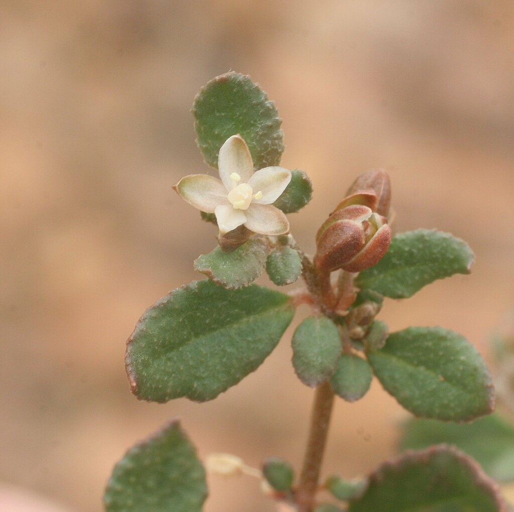 Glinus oppositifolius keenanii from Wijilawarrim WA 6743, Australia on ...
