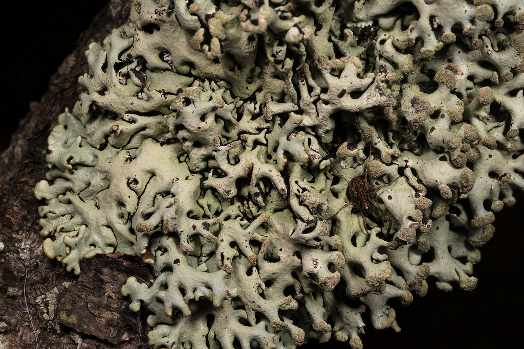 Tube Lichens from Winter Harbor, ME, USA on August 8, 2021 at 07:07 AM ...