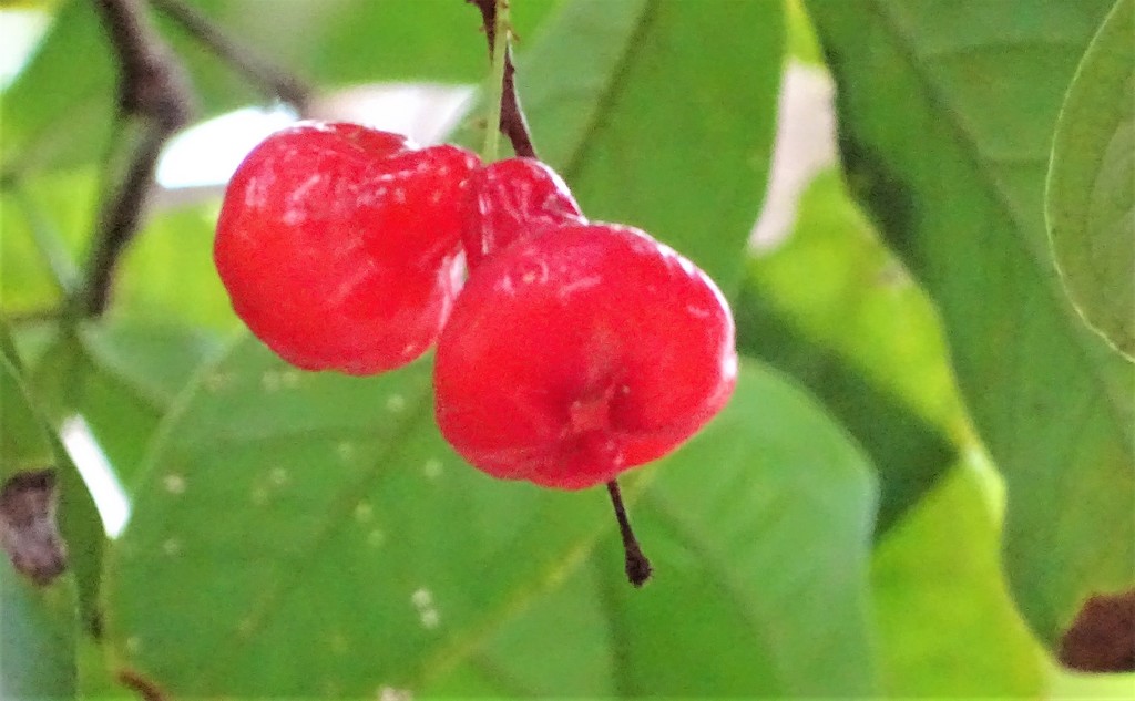 Water Apple (Syzygium aqueum) - Botanical Realm