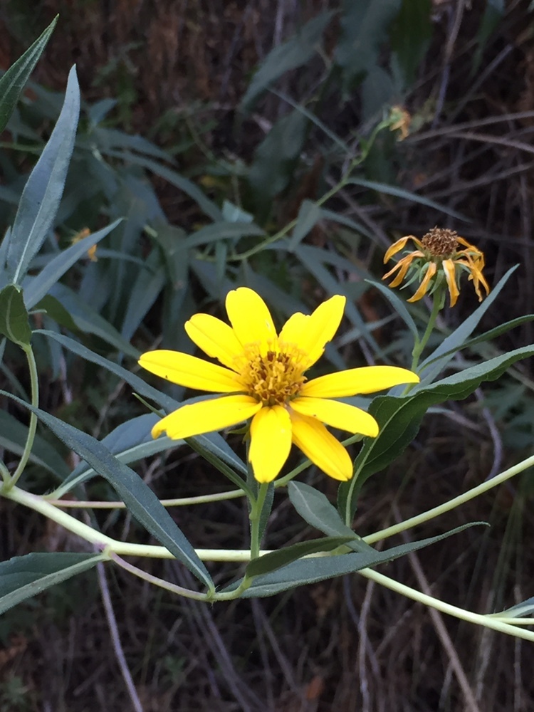 California sunflower from Mount Diablo State Park, Clayton, CA, US on ...