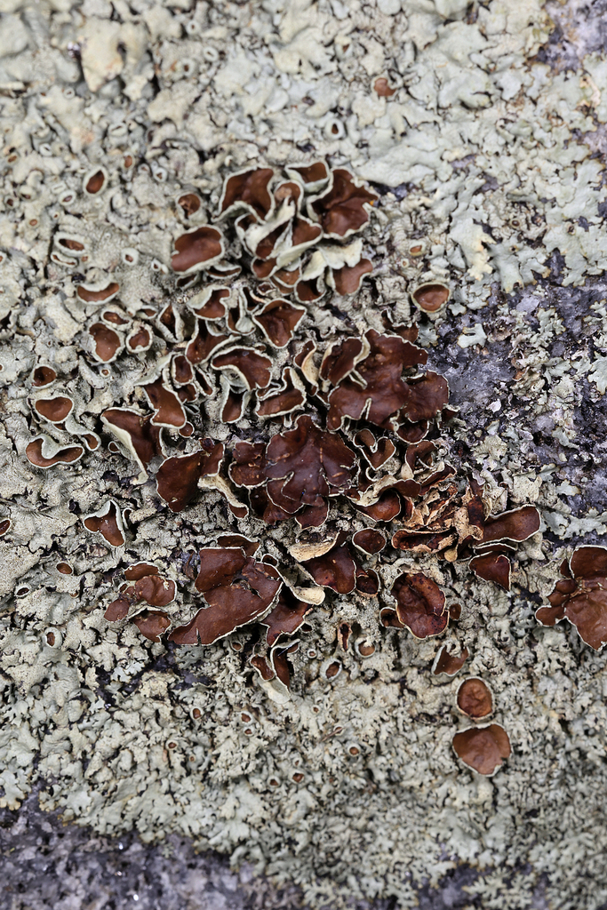 Fungi Including Lichens from Winter Harbor, ME, USA on August 8, 2021 ...
