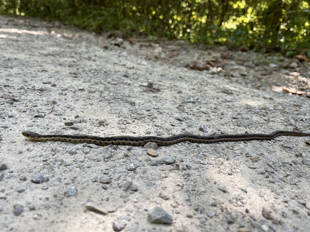 Common Garter Snake from Frick Park, Pittsburgh, PA, US on September 16 ...