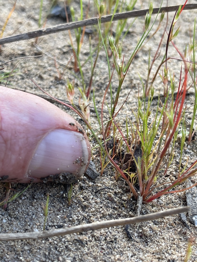 dwarf rush from Crescent Bluff Rd, Marina, CA, US on September 19, 2023 ...
