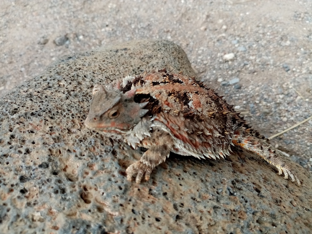 Mountain Horned Lizard from 42410 Dongoteay, Hgo. on September 16, 2020 ...