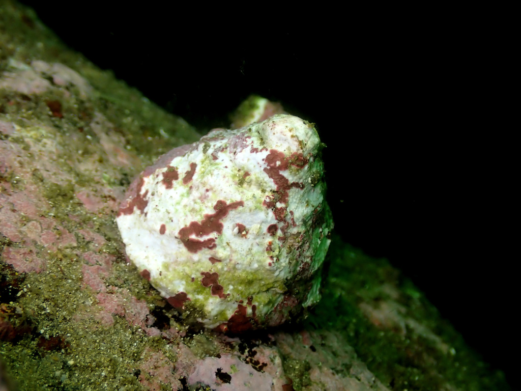 Common Tent Shell from Sydney NSW, Australia on January 12, 2022 at 10: ...